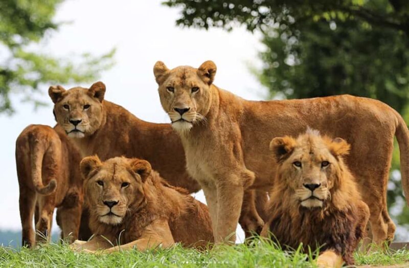 Beppu: Drive-in Kyushu Safari & Yufuin, Umi Jigoku Day Tour - Details That Matter