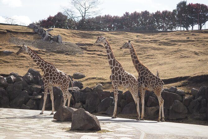 Beppus Best: African Safari and Beppu Hells Private Tour - Final Thoughts