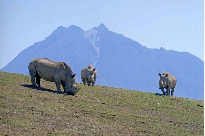 Beppus Best: African Safari and Beppu Hells Private Tour - A detailed look at Beppus Best: African Safari and Beppu Hells Private Tour