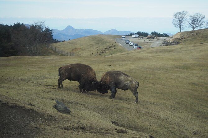 Beppus Best: African Safari and Beppu Hells Private Tour - Practical details and what to expect