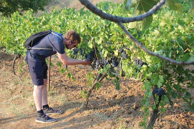 Berat 4x4 Off-Road and Vineyard Wine Tasting - Introduction
