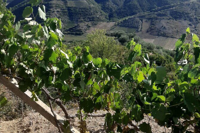 Berat 4x4 Off-Road and Vineyard Wine Tasting - The Sum Up