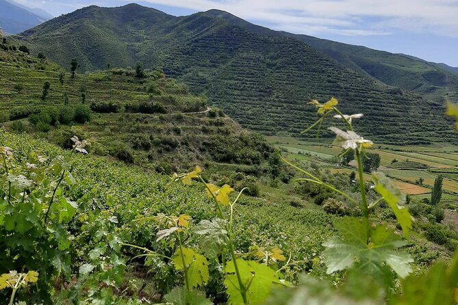 Berat 4x4 Off-Road and Vineyard Wine Tasting - Practical Details and What You’ll Get
