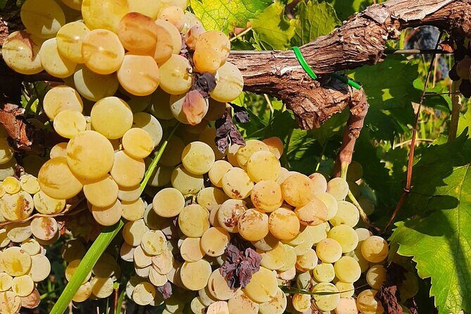 Berat 4x4 Off-Road and Vineyard Wine Tasting - The Sum Up