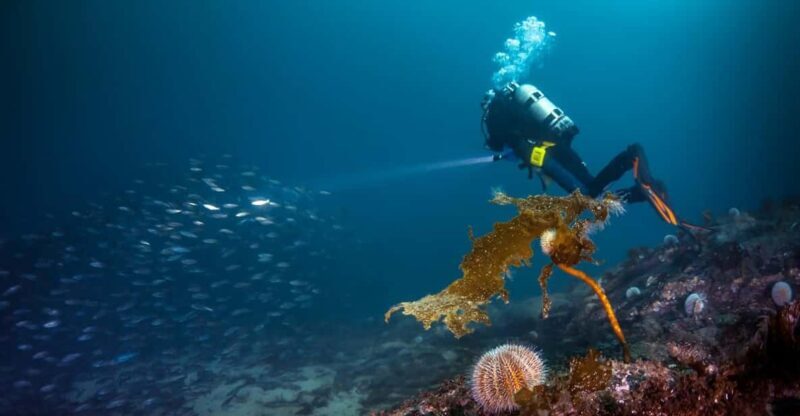 Bergen: Guided Scuba Diving - An In-Depth Look at the Bergen Guided Scuba Experience