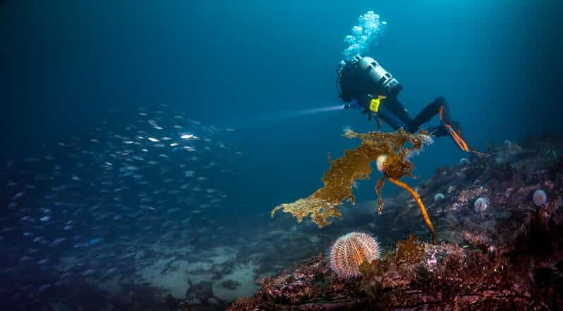 Bergen: Guided Scuba Diving - The Sum Up