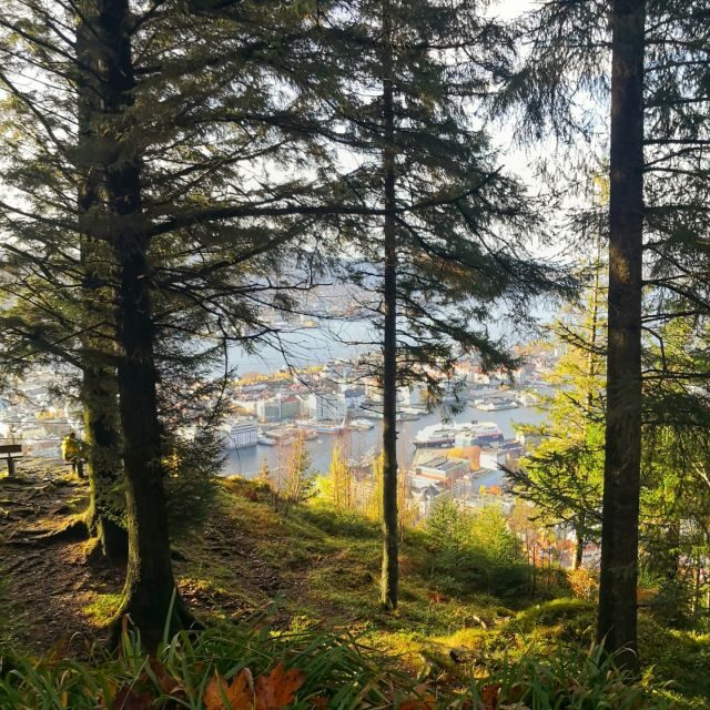 Bergen: Mountain hike on top of Bergen - Public tour - The Sum Up