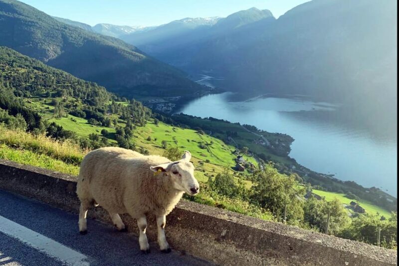 Bergen: Nærøyfjord Cruise & Flåm Railway Day Trip to Oslo - Final Thoughts