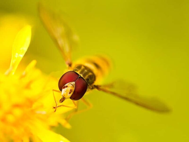 Berlin: Macro photography course - Nature in detail - Key Points