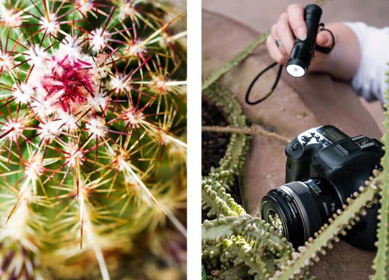Berlin: Macro photography course - Nature in detail - A Closer Look at What to Expect in Berlin’s Macro Photography Course
