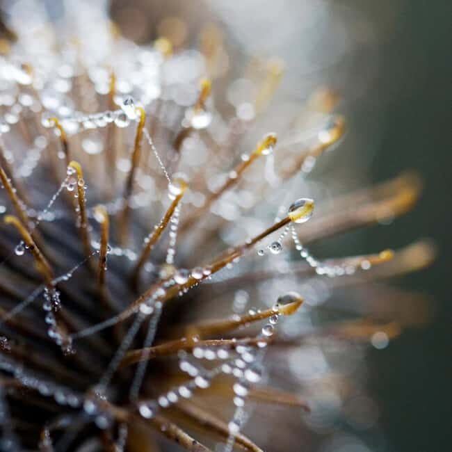 Berlin: Macro photography course - Nature in detail - What Reviewers Say