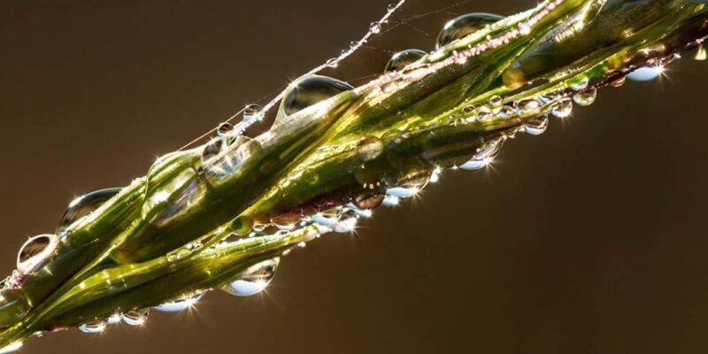 Berlin: Macro photography course - Nature in detail - The Sum Up: Is It Worth Your Time in Berlin?
