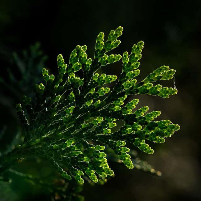Berlin: Macro photography course - Nature in detail - FAQ