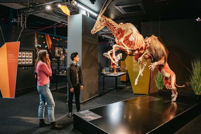 Berlin: Tickets for the BODY WORLDS Museum in Berlin - An Honest Look at the Berlin BODY WORLDS Museum