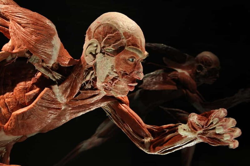 Berlin: Tickets for the BODY WORLDS Museum in Berlin - Final Thoughts