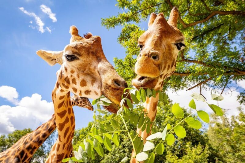 Berlin: Tickets for the Tierpark in East Berlin - Practical Details and Visitor Experience