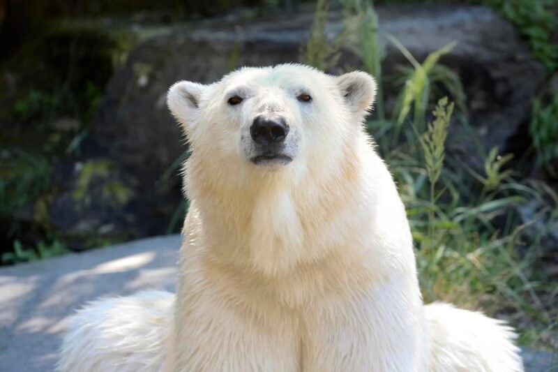 Berlin: Tickets for the Tierpark in East Berlin - Authentic Experiences and Traveler Feedback