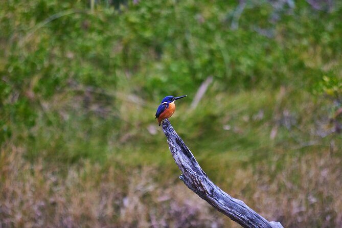 Bermagui River Kayak Tour - An In-Depth Look at the Bermagui River Kayak Tour