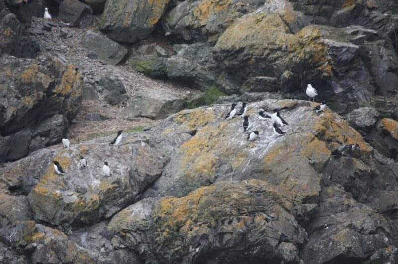 Berthier-sur-Mer: 1000 Razorbill Penguins Observation Cruise - Final thoughts