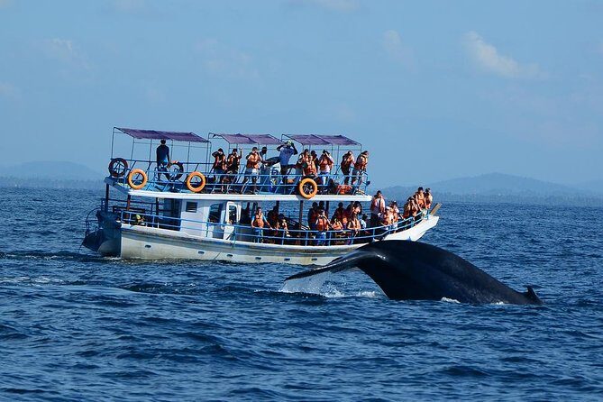 Bespoke Whale Watching Cruise to witness finned giants  Mirissa - Key Points