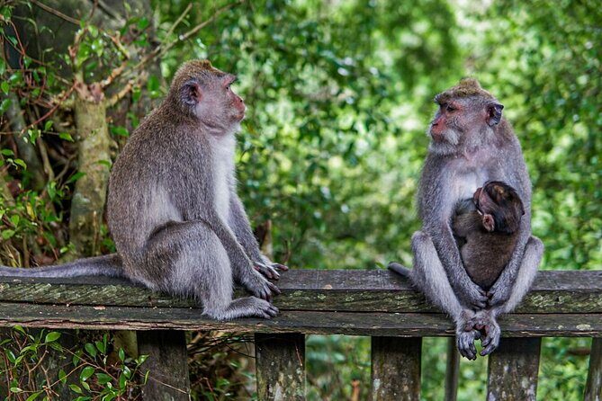 Best Bali Day Tour - An Honest Look at the Bali Day Tour Experience