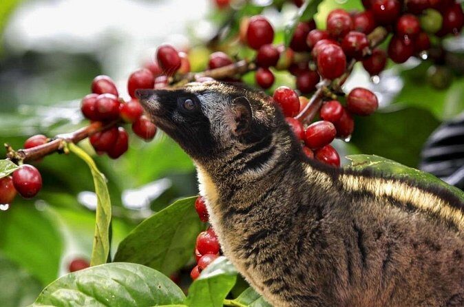 Best Bali Hidden Gems Waterfall with Less Tourist All Inlclusive - Authenticity and Value