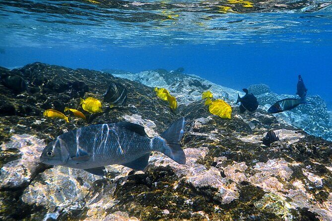 Best Coral Reef Snorkel Tour in Kona - Protected Marine Sanctuary - Why This Tour Appeals to Specific Travelers