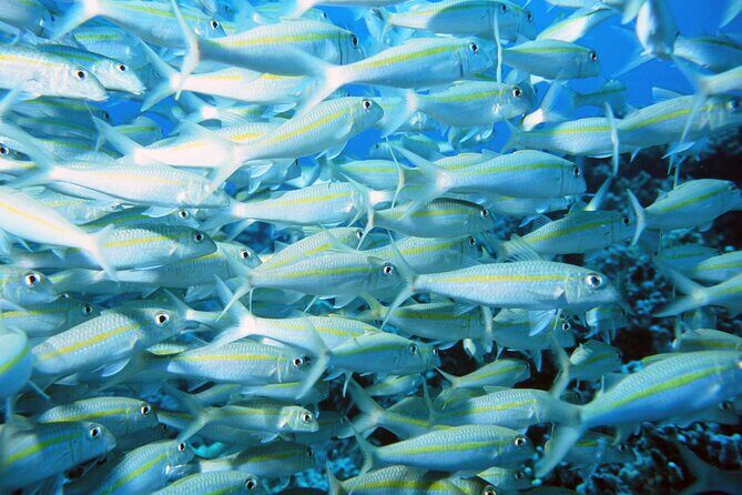 Best Coral Reef Snorkel Tour in Kona - Protected Marine Sanctuary - The Sum Up