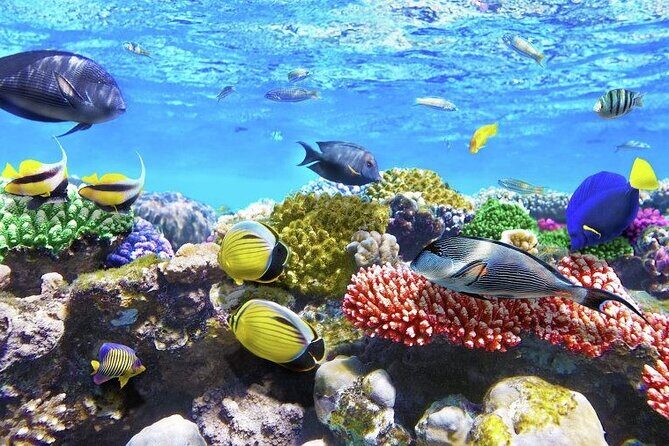 Best half-day snorkel tour: visit Kaan Luum, Yalku & Cenote - Who Will Love This Tour?
