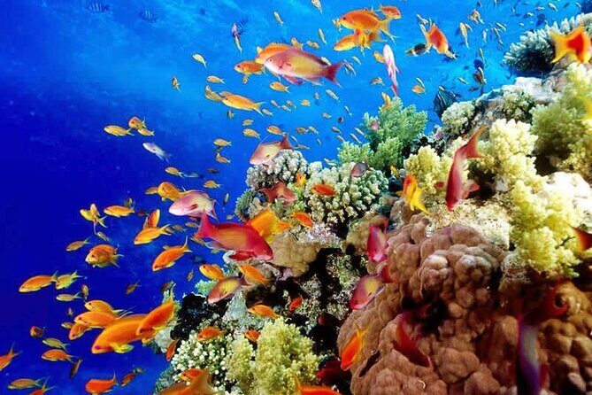 Best half-day snorkel tour: visit Kaan Luum, Yalku & Cenote - FAQ