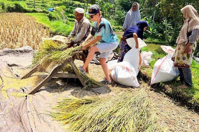 Best Lombok Rice Terrace Walking Tour With Waterfall & Monkey - Third Stop: Puncak Pusuk Pass and Monkey Forest