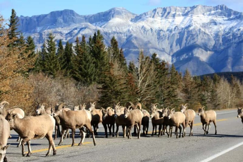 Best of Glaciers from Calgary/Canmore/Banff: Tour - FAQ