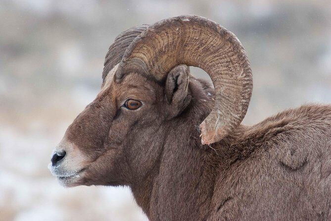 Best of Jackson Hole Wildlife Private Safari Tour - An Overview of the Experience