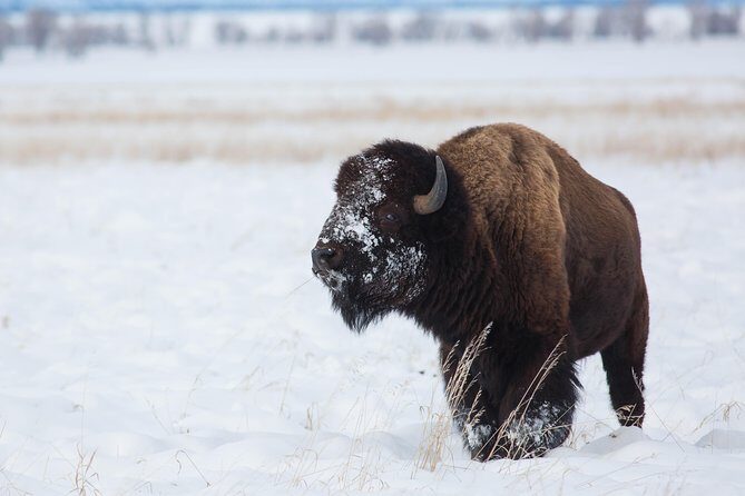 Best of Jackson Hole Wildlife Private Safari Tour - The Drawbacks & Considerations