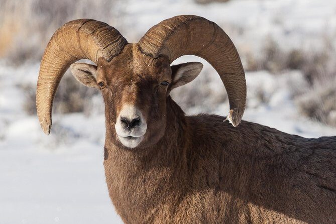 Best of Jackson Hole Wildlife Private Safari Tour - Final Thoughts