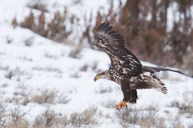 Best of Jackson Hole Wildlife Private Safari Tour - FAQ