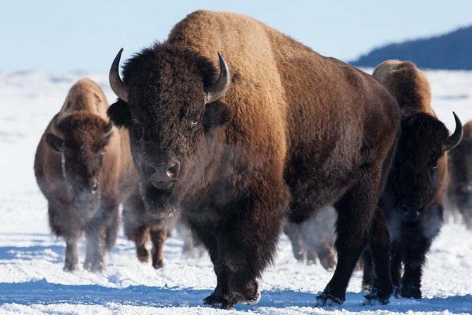Best of Jackson Hole Wildlife Safari Tour - An Introduction to the Tour Experience