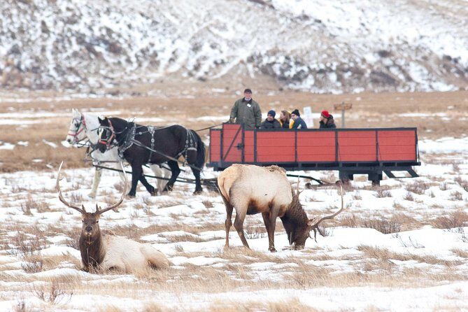 Best of Jackson Hole Wildlife Safari Tour - The Value of the Tour