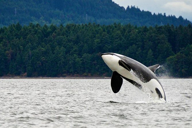 Best of Juneau: Mendenhall Glacier, Whale Watching and Salmon Bake - Authenticity and the Overall Experience
