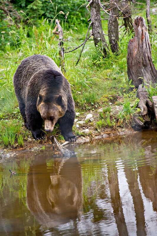 Best of Kananaskis PRIVATE SAFARI Tour + Custom Nature Walk - Exploring the Itinerary and Experience