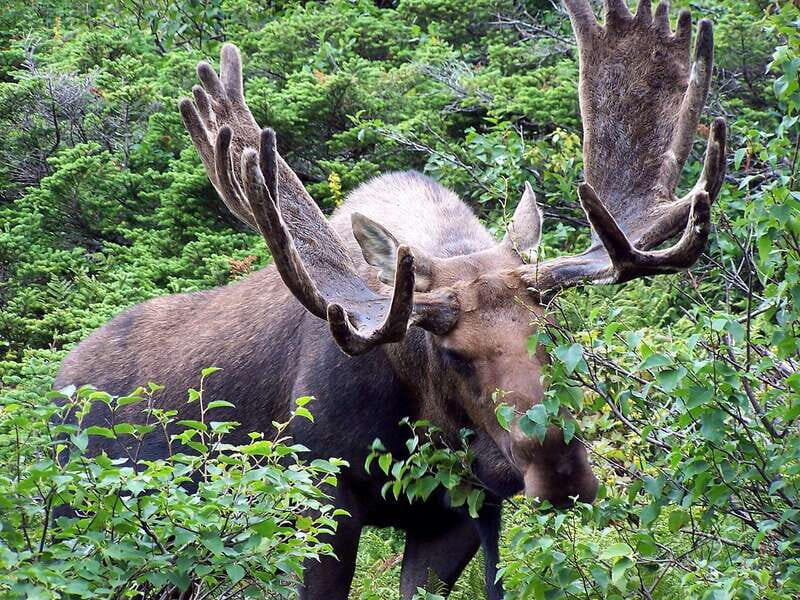 Best of Kananaskis PRIVATE SAFARI Tour + Custom Nature Walk - Who Will Love This Tour?