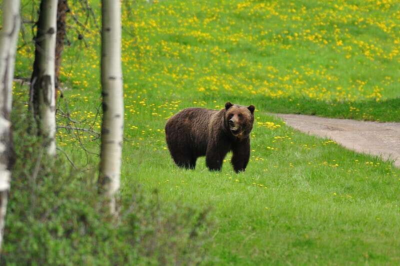 Best of Kananaskis PRIVATE SAFARI Tour + Custom Nature Walk - Final Thoughts