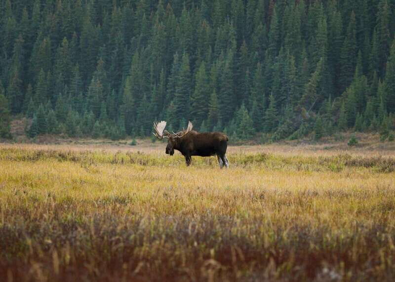 Best of Kananaskis PRIVATE SAFARI Tour + Custom Nature Walk - FAQs