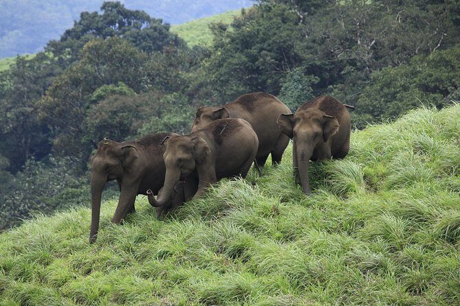 Best of Kerala Tour Package 7 nights / 8 days by Sanguine Holidays - Key Points