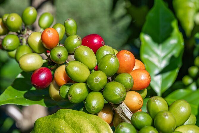 Best of Kona Private Tour Excursion - An In-Depth Look at the Tour’s Itinerary