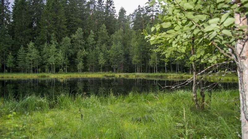 Best of Kuopio: Private Walking Tour with a Local - The Sum Up