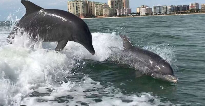 Best of Marco Dolphin Tour - Key Points