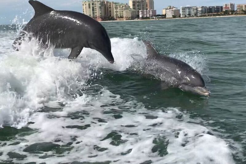 Best of Marco Dolphin Tour - An In-Depth Look at the Tour Experience