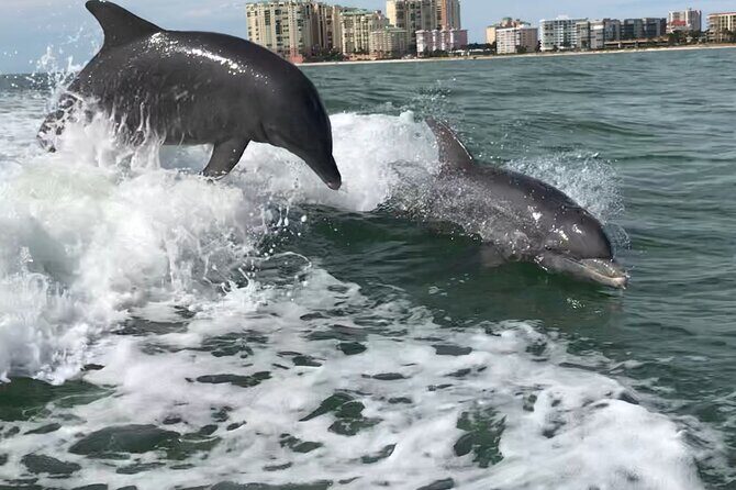 Best of Marco Island Dolphin Tour - The Itinerary in Detail: What to Expect
