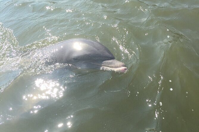 Best of Marco Island Tour - An Insider Look at the Tour Experience